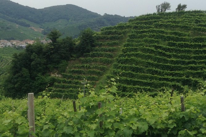 Prosecco Wine Tour With Tiramisu' From Venice - Key Points