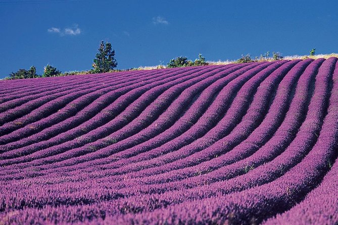 Provence and Lavender - private & Guided Full Day Tour - Who Should Consider This Tour?