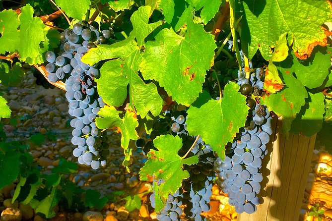 Provence Cru Wine Small-Group Half-Day Tour from Avignon - Frequently Asked Questions