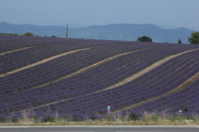Provence Lavender Fields Tour from Aix-en-Provence - When to Book and Planning Tips