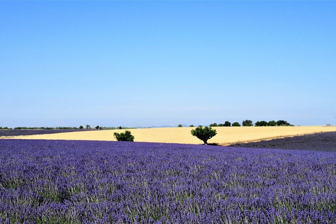 Provence Lavender Fields Tour from Aix-en-Provence - Authenticity and Overall Experience