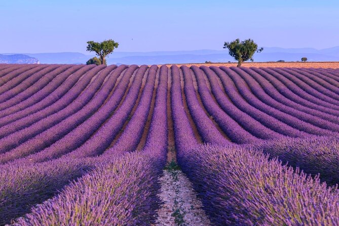 Provence Lavender Fields Tour in Valensole From Marseille - Lavender Fields of Valensole Plateau