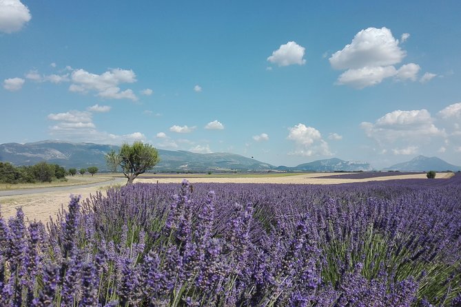 Provence Lavender Fields Tour in Valensole From Marseille - Afternoon Activities and Verdon Canyon