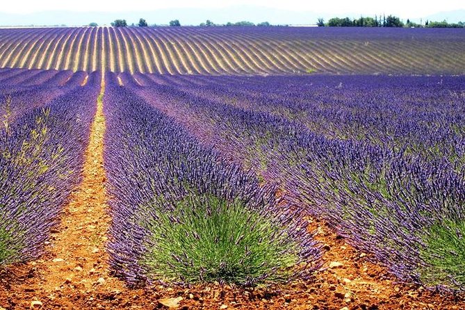 Provence Lavender Fields Tour in Valensole From Marseille - Additional Information and Considerations