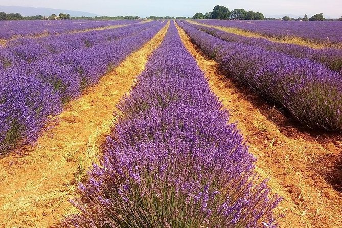 Provence Lavender Full Day Tour Review - Customer Experiences and Feedback