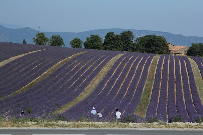 Provence Lavender Full Day Tour Review - Addressing Common Issues and Responses