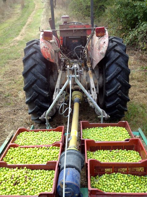 Provence Olive Harvest - Key Points