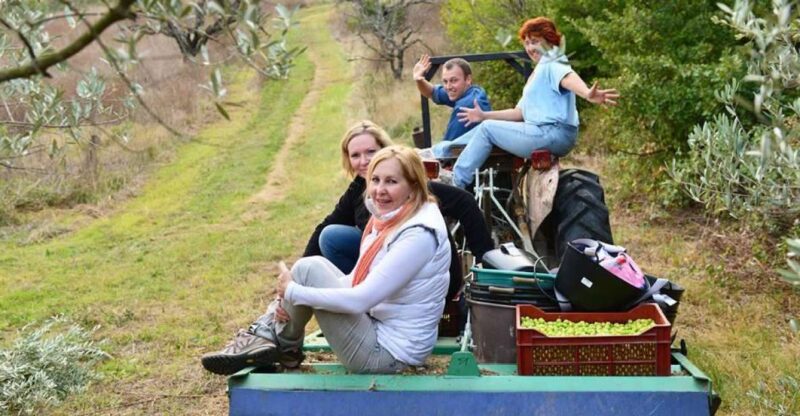 Provence Olive Harvest - Authenticity and Review Insights