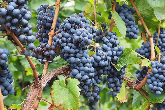 Provence Organic Wine Tasting Half Day Tour From Nice - Accessibility and Additional Information