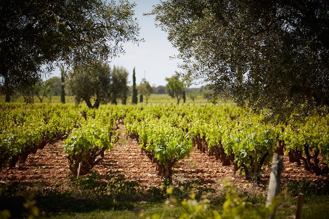 Provence Private Full Day Wine Tour with Wine Tasting - FAQs