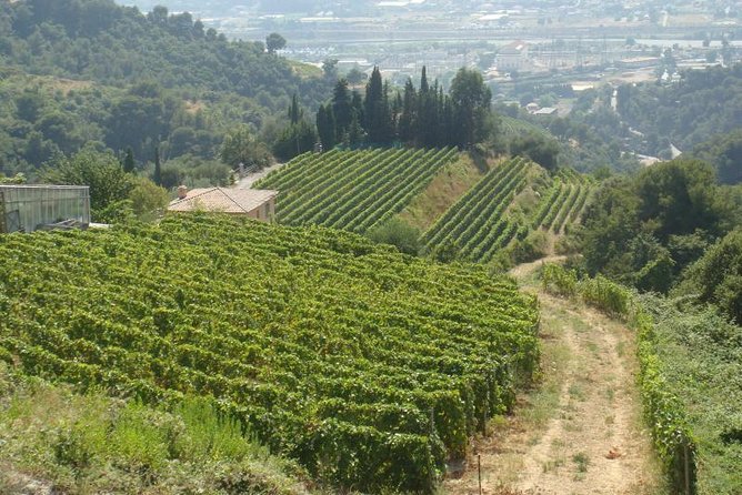 Provence Sea & Countryside Full-Day Private Tour - Who Will Love This Tour?