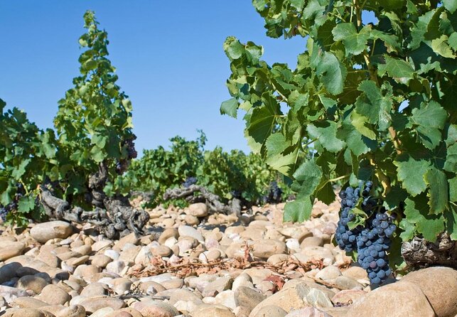 Provence Small Group Wine Full Day Tour in Chateauneuf Du Pape Vineyard From Aix - About Your Stay