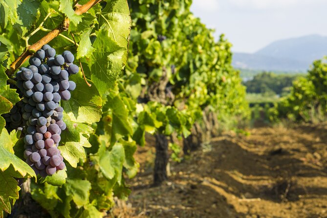 Provence Small Group Wine Full Day Tour in Chateauneuf Du Pape Vineyard From Aix - Experience the Vineyards: Wine Tasting Sessions