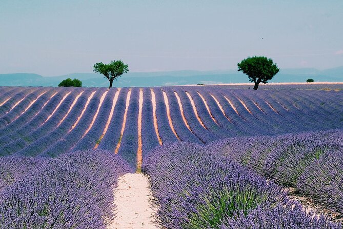 Provence, Vineyards and Lavender Fields Private Day Trip - Exploring Provence, Vineyards and Lavender Fields Private Day Trip: An Honest Review