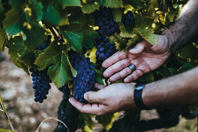 Provence Wine Tour - Private Day Tour from Antibes - What Makes This Tour Stand Out