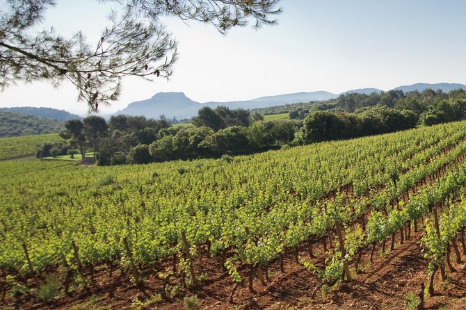 Provence Wine Tour - Private Day Tour From Nice - Personalized Experience