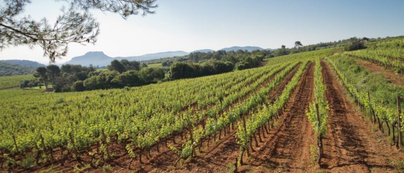 Provence Wine Tour - Private Tour from Nice - An In-Depth Look at the Provence Wine Tour