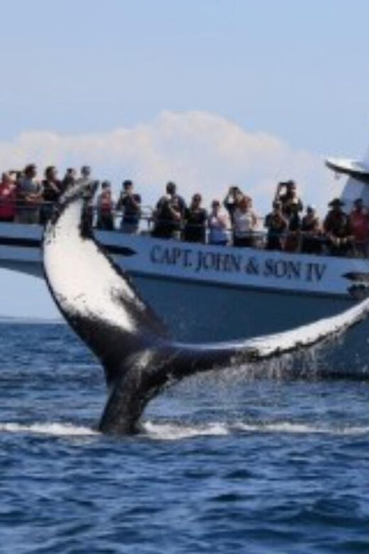 Provincetown: Whale Watching Cruise - Starting Point: Macmillan Wharf in Provincetown