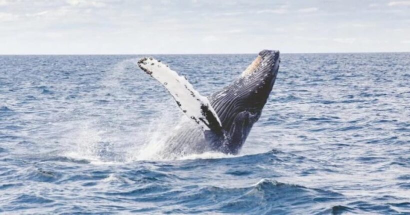 Provincetown: Whale Watching Cruise - The Itinerary: What You’ll Experience