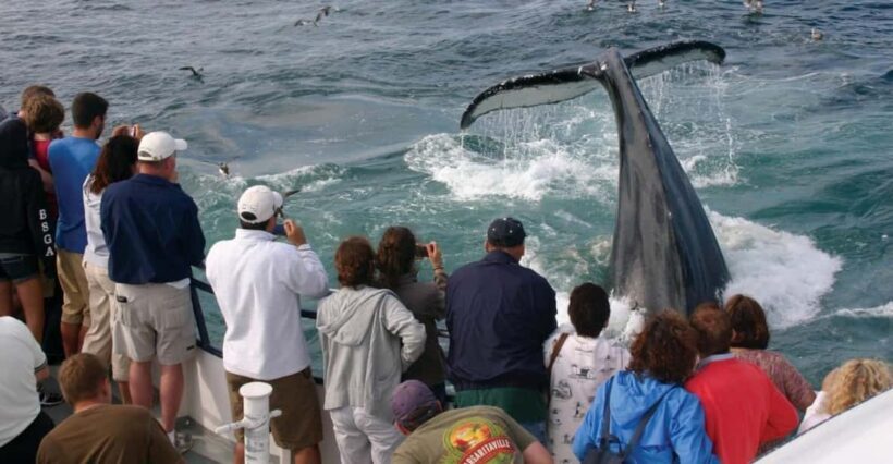 Provincetown: Whale Watching Cruise - The Wildlife: What You Might See