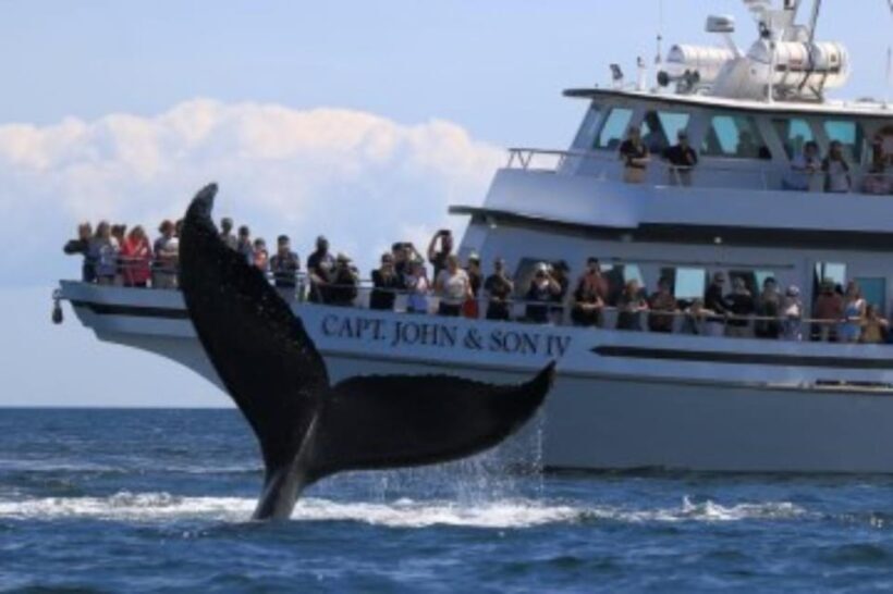 Provincetown: Whale Watching Cruise - The Experience: Authentic and Engaging