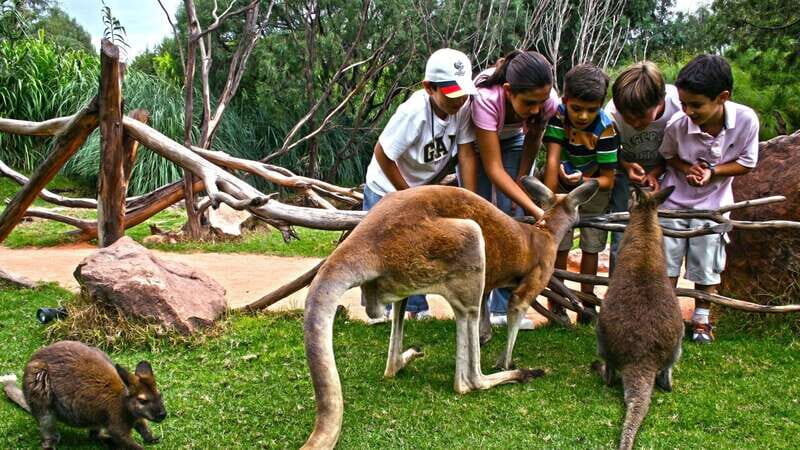 Puebla Africam Safari Park, Live an Unforgettable Adventure! - What Makes Africam Safari Park Stand Out?