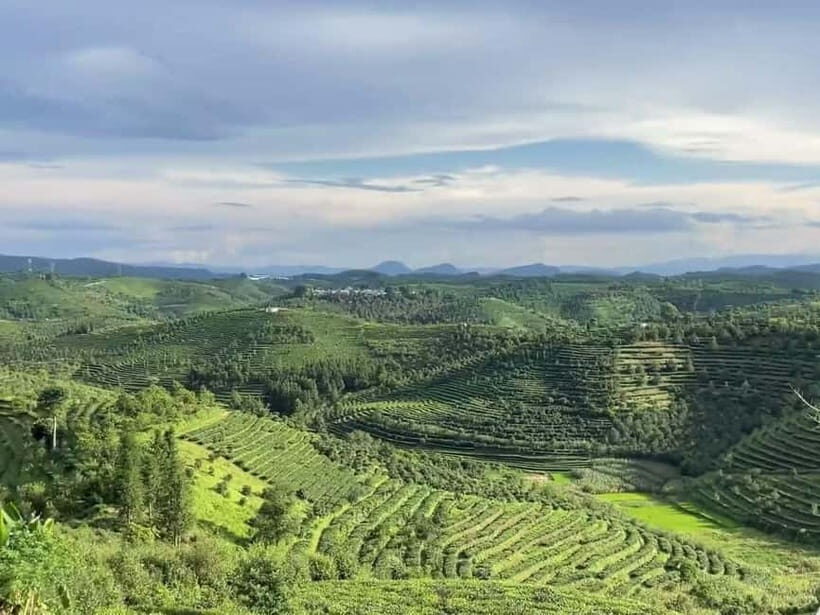 Puer Tea Picking and Tasting | 3-4 Hour Morning Trip - The Value of the Tour