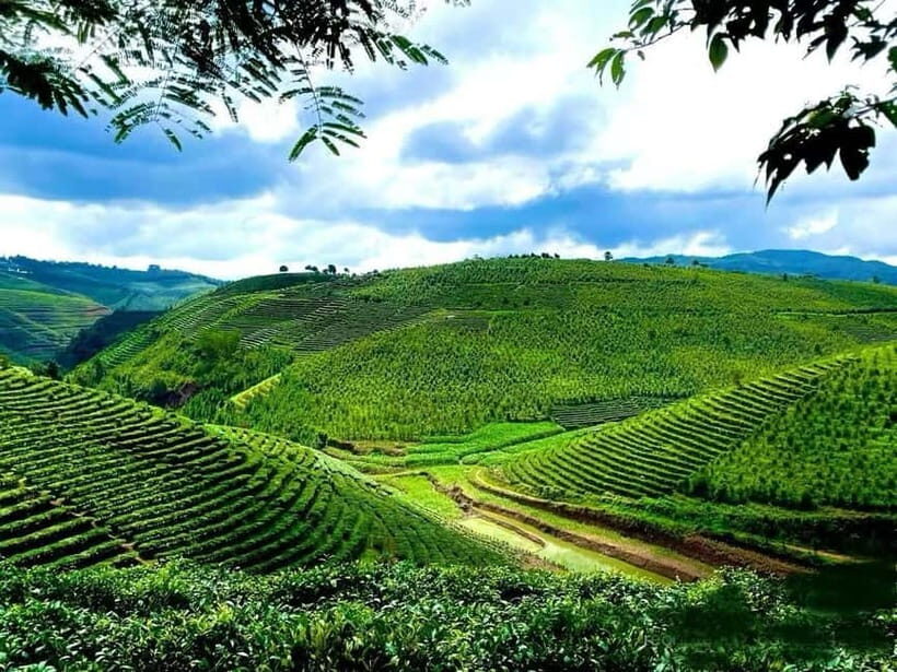 Puer Tea Picking and Tasting | 3-4 Hour Morning Trip - Final Thoughts
