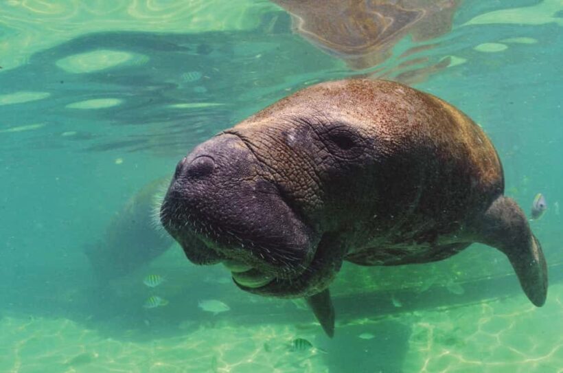 Puerto Aventuras: Dolphin and Manatee Interaction with Lunch - Detailed Breakdown of the Experience