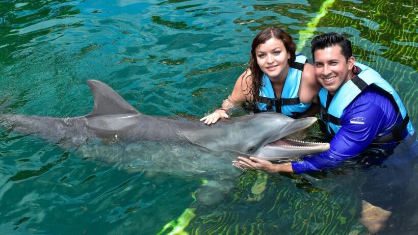 Puerto Aventuras: Dolphin & Manatee Encounter with lunch - Key Points