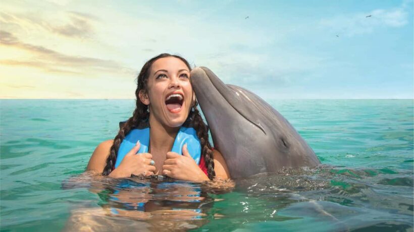 Puerto Aventuras: Dolphins, Manatee & Sea Lion interaction - Authentic Experiences and Real-World Feedback
