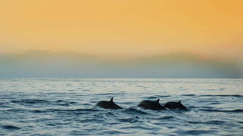Puerto Banús: Boat Cruise with Snorkeling & Paddle Board - Who Should Book This Tour?
