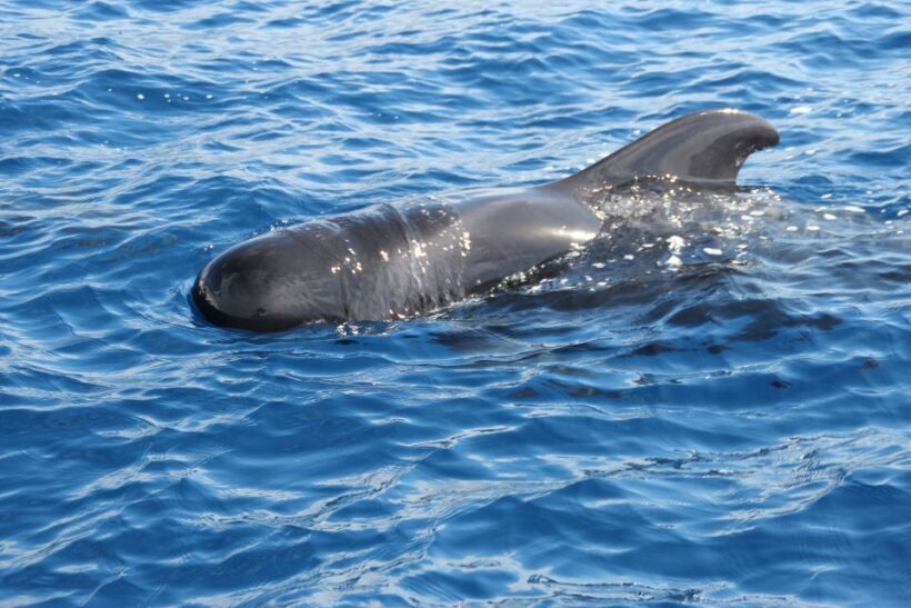 Puerto Colon : Whale & Dolphins Sailing Excursion - Who Is This Tour Best For?