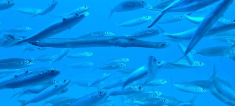 Puerto de la Cruz: Submarine Trip and Beach Stop in Tenerife - What Reviewers Say