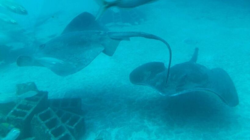 Puerto de la Cruz: Submarine Trip and Beach Stop in Tenerife - FAQ