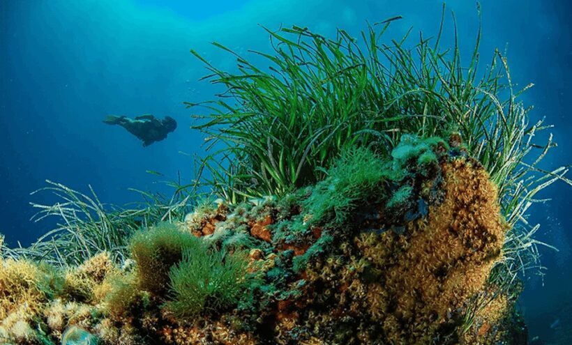 Puerto de Soller: Train and Guided Scuba Diving Experience - Pricing and Value