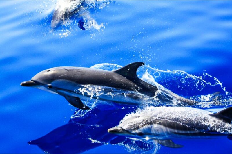 Puerto del Carmen: Dolphin-Watching Speedboat Tour with Swim - The Experience and What It Means for You