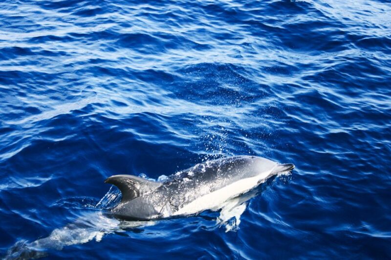 Puerto del Carmen: Dolphin-Watching Speedboat Tour with Swim - FAQs