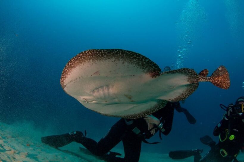 Puerto del Carmen: Guided Scuba Dive (certified only) - An In-Depth Look at the Experience