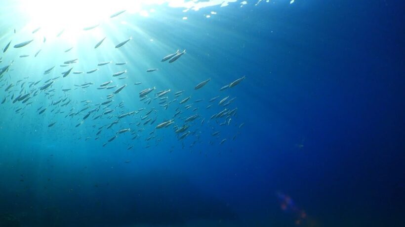 Puerto del Carmen: Snorkeling Trip with Dive Instructor - Key Points