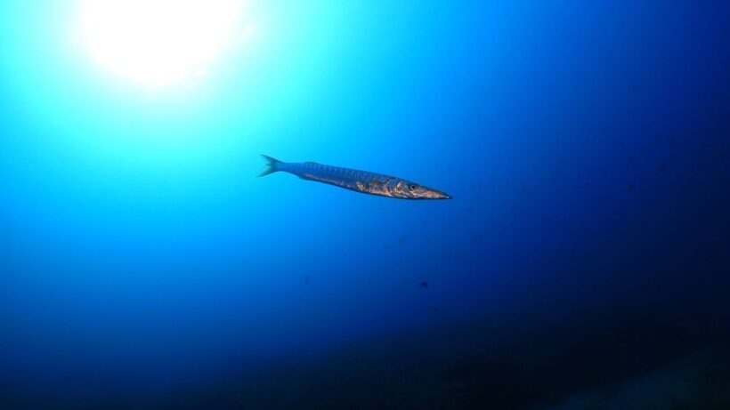 Puerto del Carmen: Try Scuba Diving from the beach - The Value of This Experience