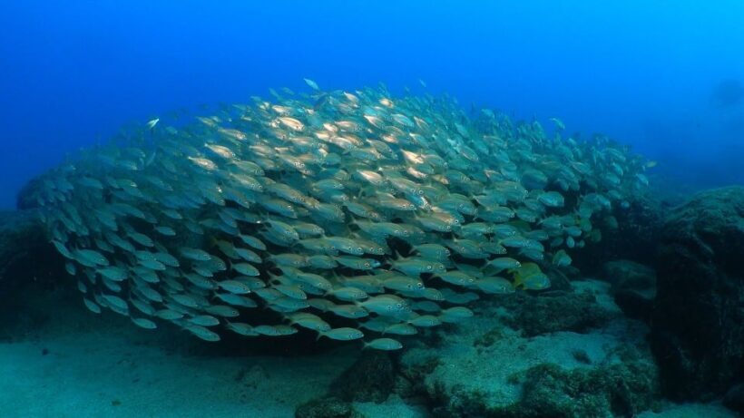 Puerto del Carmen: Try Scuba Diving from the beach - FAQs