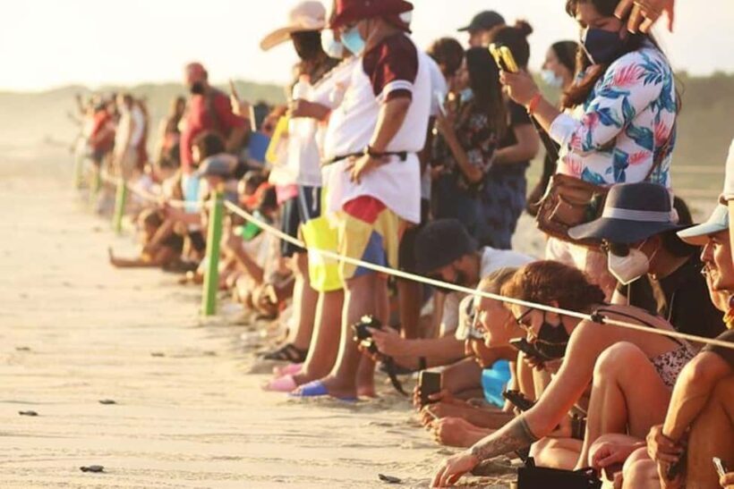 Puerto Escondido: Baby Turtle Release Tour - Who Will Enjoy This Tour?