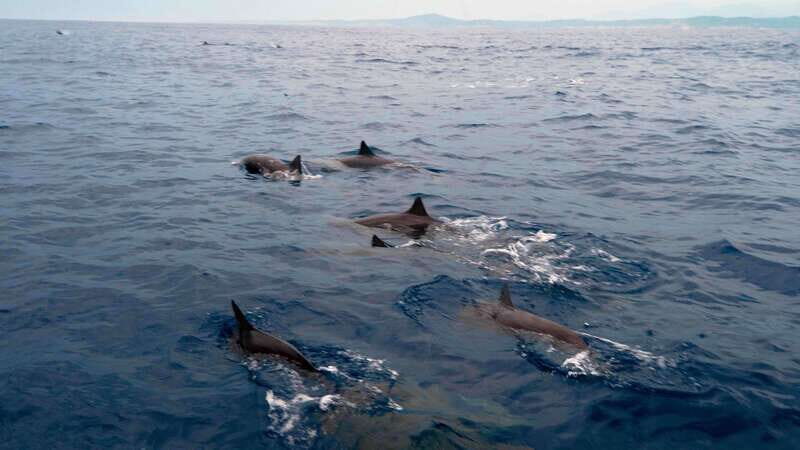 Puerto Escondido: Boat Tour among Dolphins and Turtles - Key Points