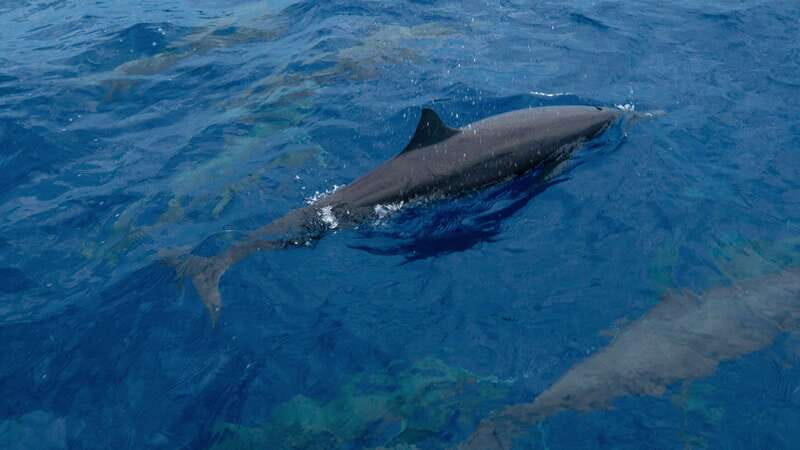 Puerto Escondido: Boat Tour among Dolphins and Turtles - Why Choose This Tour?
