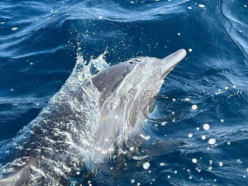 Puerto Escondido: Boat Tour to see Dolphins and Marine Life - Key Points