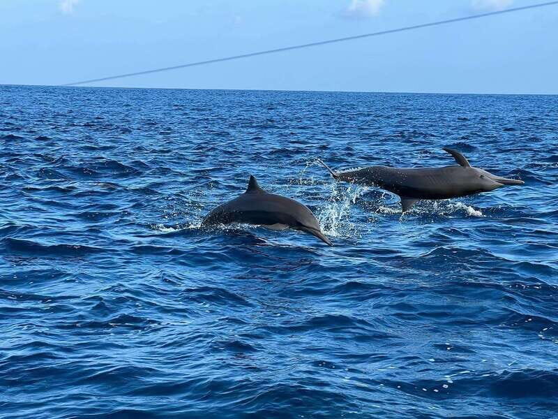 Puerto Escondido: Boat Tour to see Dolphins and Marine Life - The Reviews: Authentic Voices