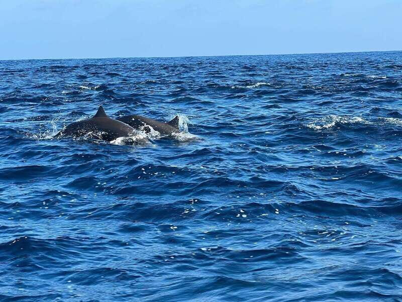 Puerto Escondido: Boat Tour to see Dolphins and Marine Life - Who Should Consider This Tour?