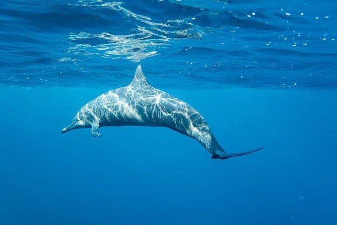 Puerto Escondido Dolphin and Whale Watching Adventure - A Closer Look at the Puerto Escondido Marine Adventure