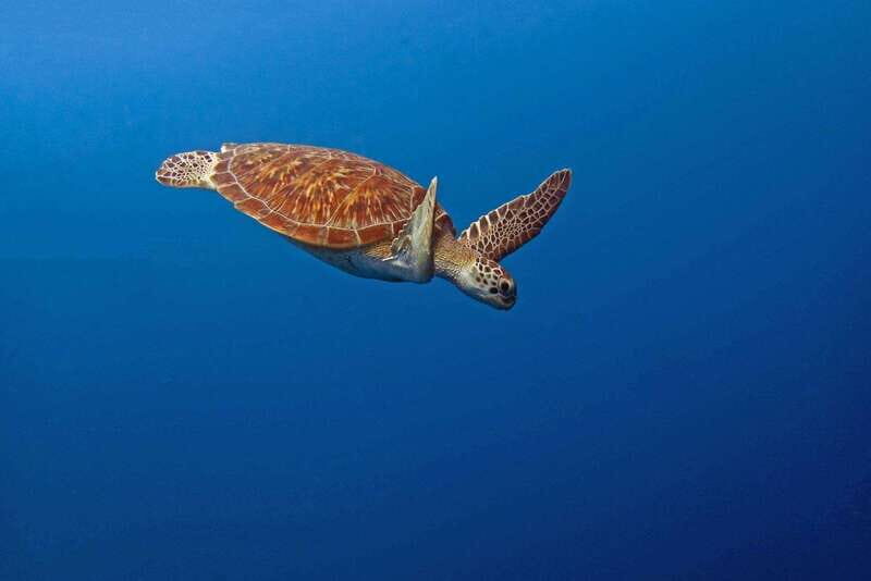 Puerto Escondido: Family Private Boat Tour - An In-Depth Look at the Puerto Escondido Private Boat Tour
